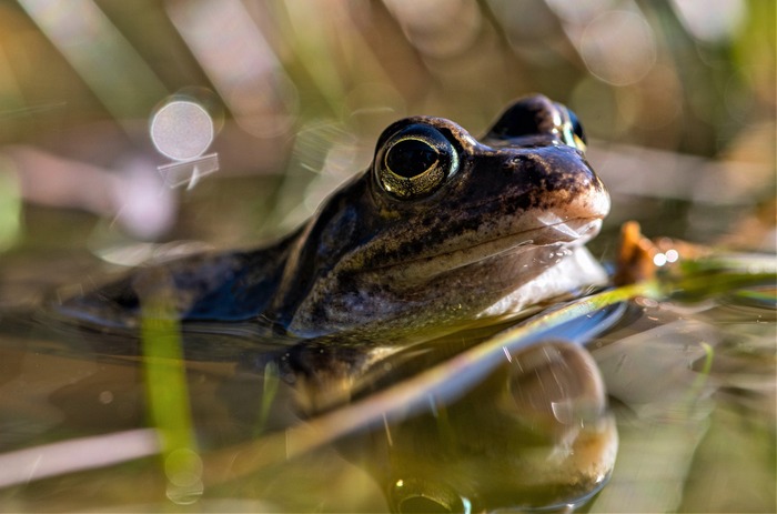 TOADWATCH :: ashwellthorpehistory.net